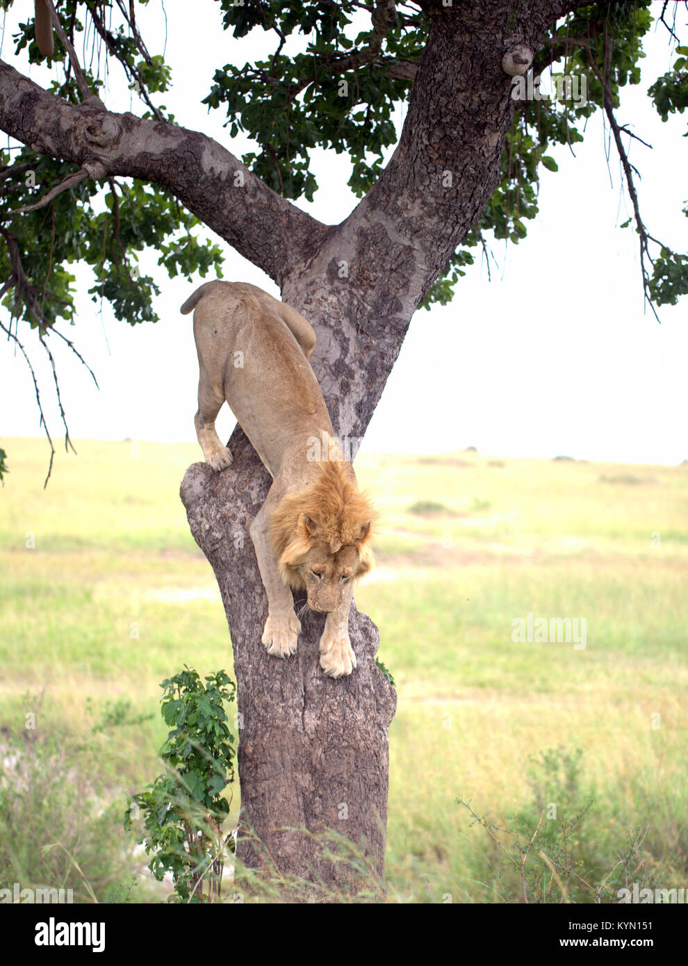 The various stance of lion on a tree Stock Photo - Alamy