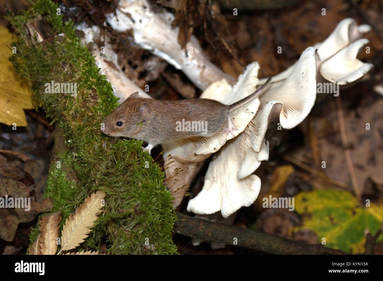 Red backed mouse hi-res stock photography and images - Alamy