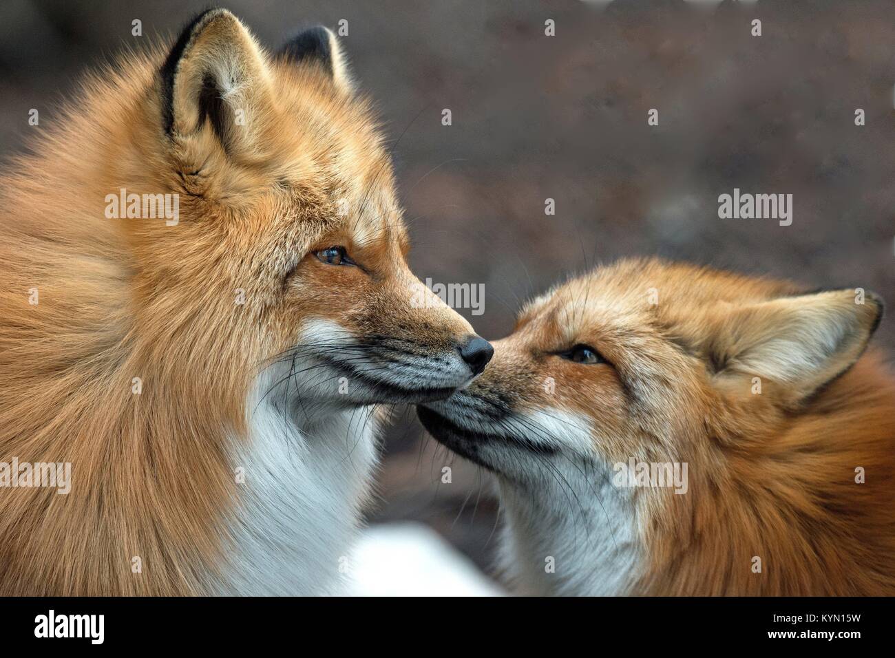 Red fox | usage worldwide Stock Photo - Alamy
