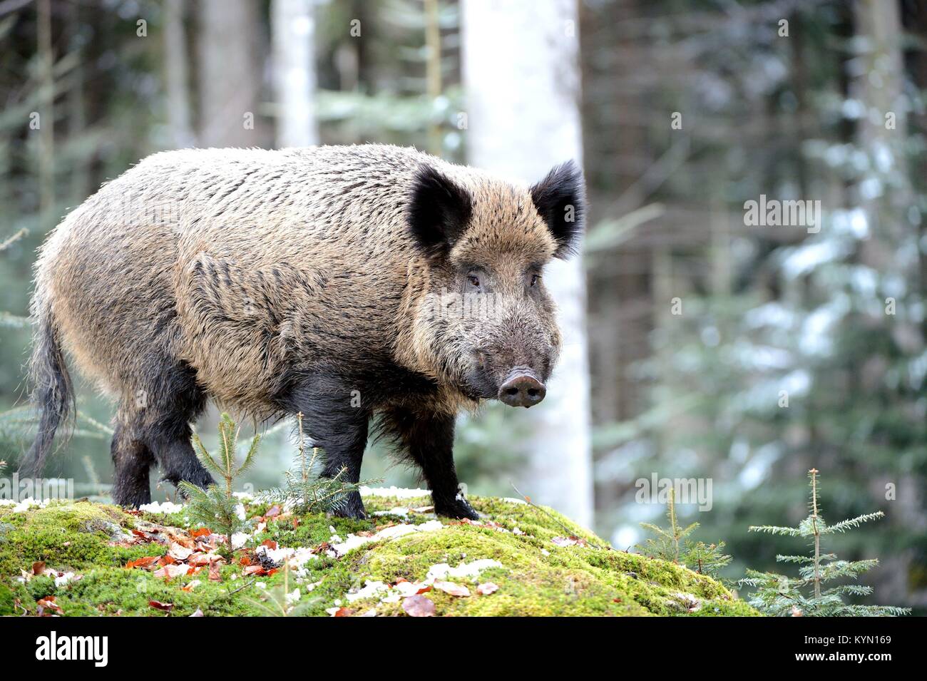 Wild boar | usage worldwide Stock Photo - Alamy