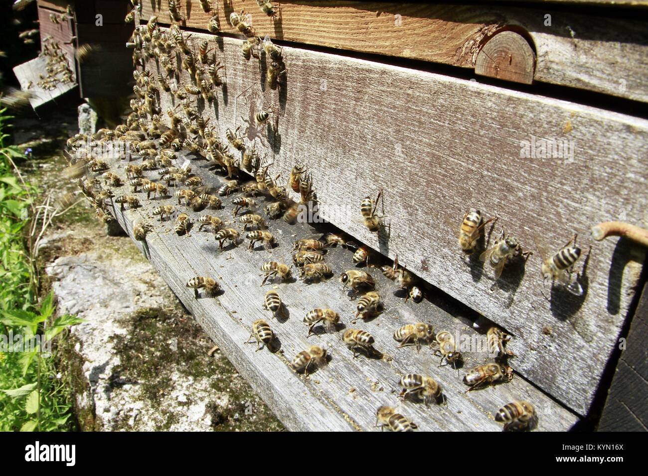 Honey bees land at the hive entrance. They enter the collected nectar ...