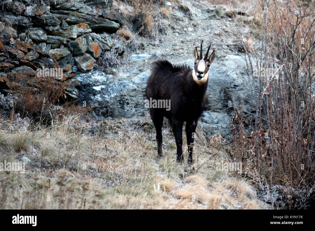 Chamois, Mountain goat | usage worldwide Stock Photo - Alamy