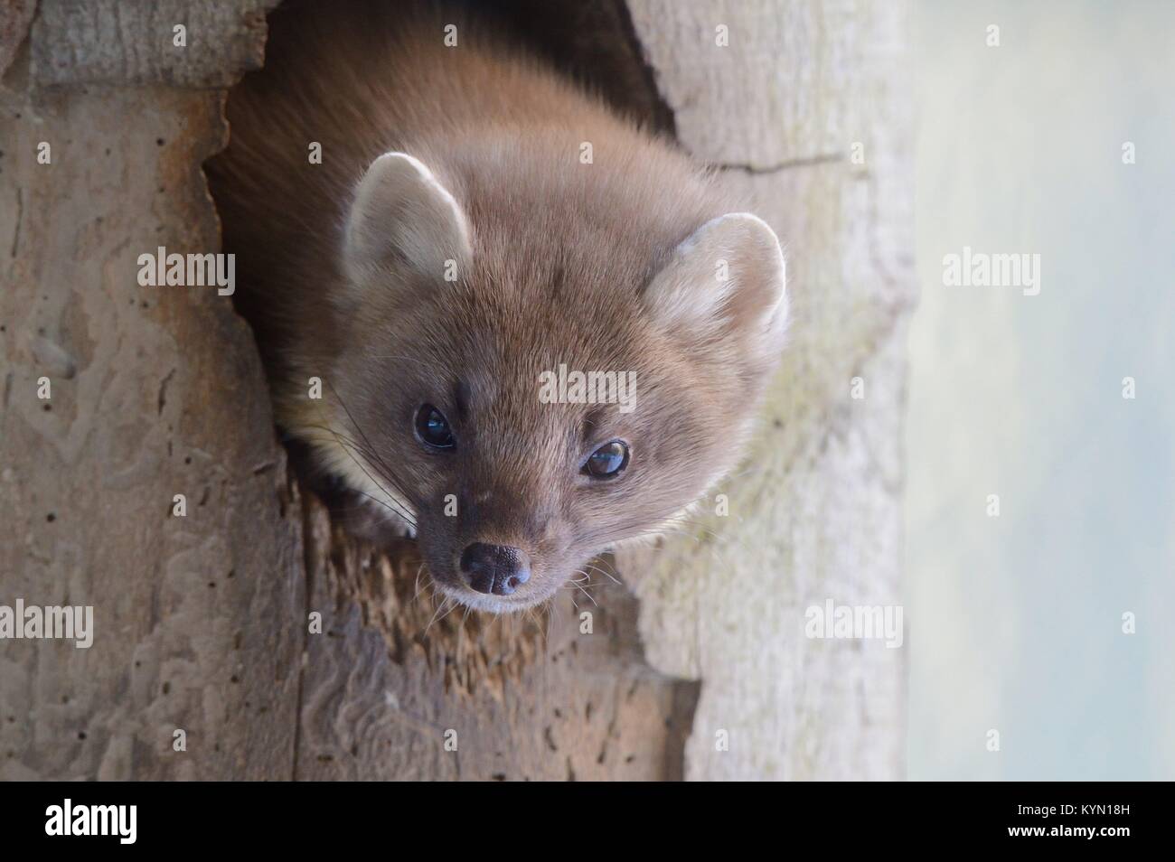 Tree Marten | usage worldwide Stock Photo - Alamy