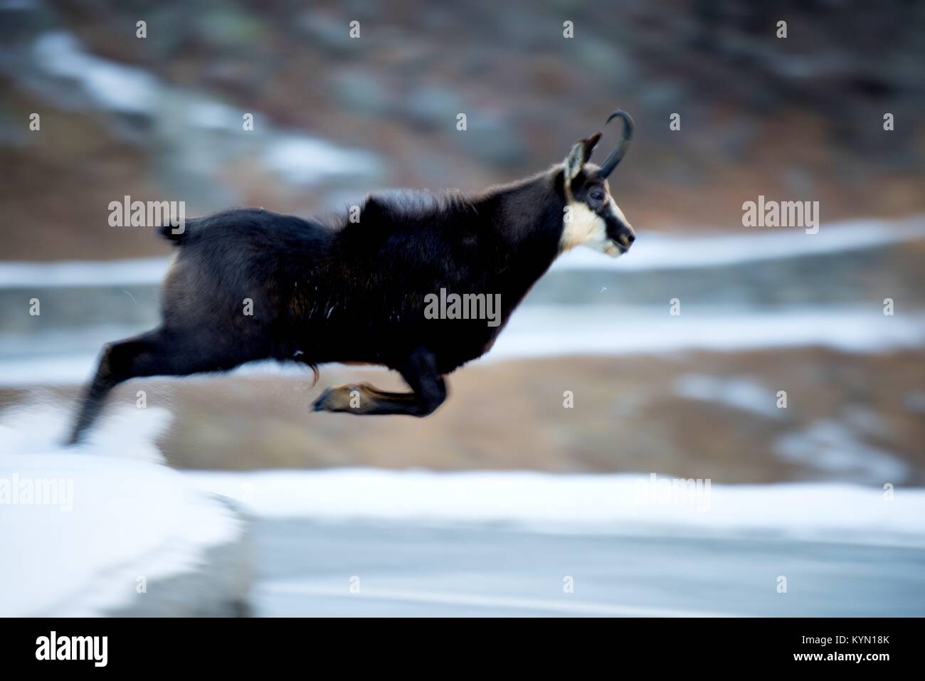Chamois, Mountain goat | usage worldwide Stock Photo - Alamy