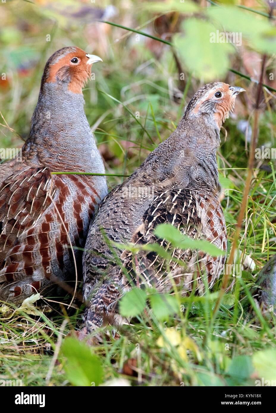 Partridge | usage worldwide Stock Photo - Alamy