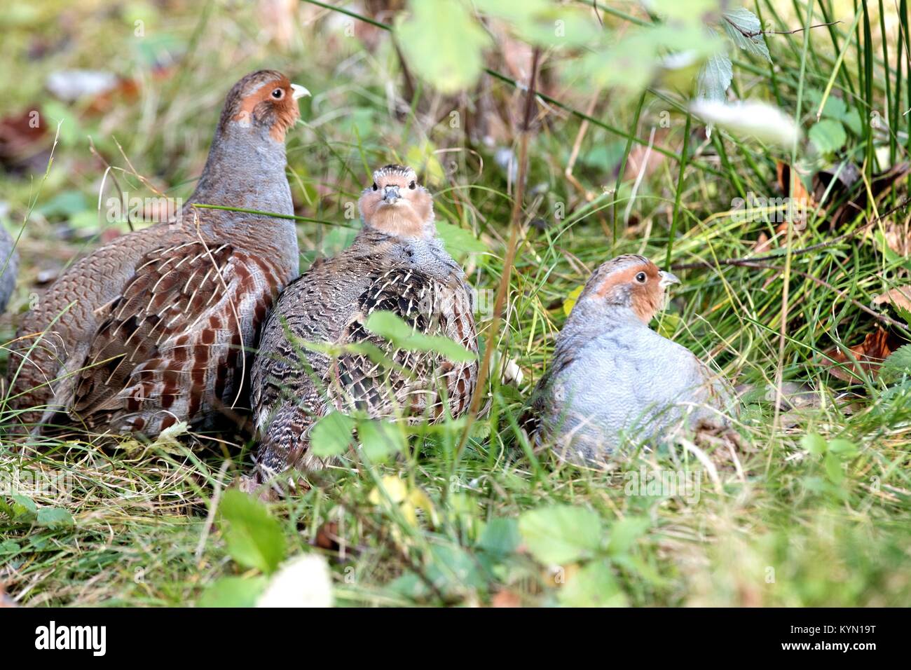 Partridge | usage worldwide Stock Photo - Alamy