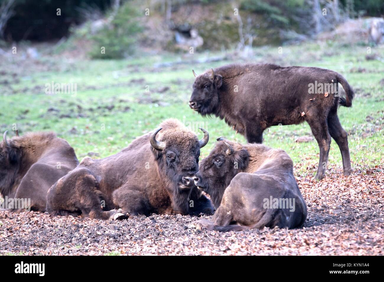 European bison | usage worldwide Stock Photo - Alamy