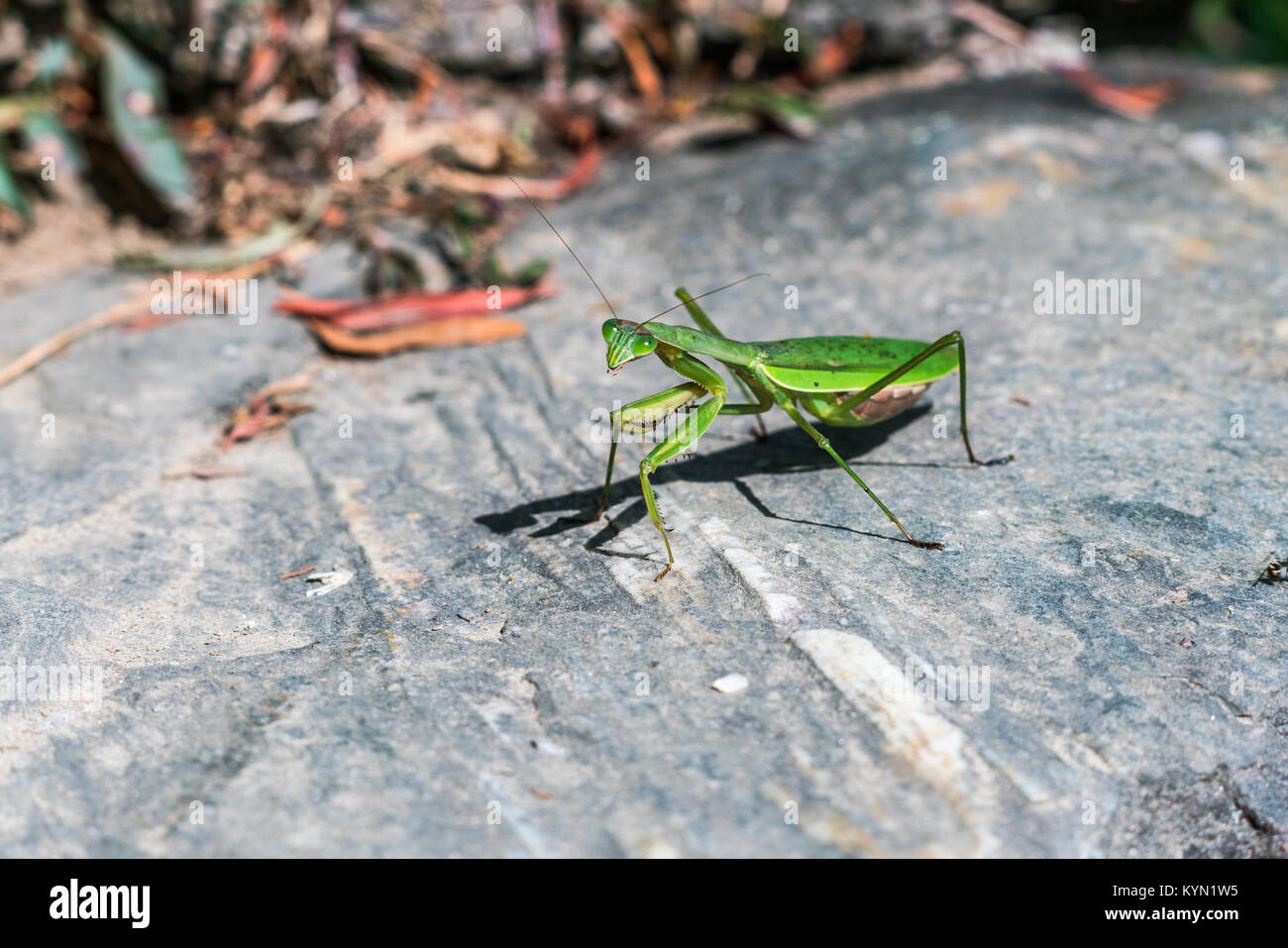 One asian mantis hi-res stock photography and images - Alamy