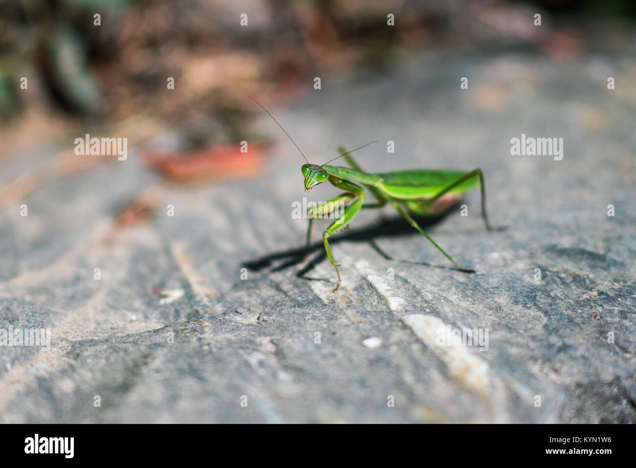 praying mantis, Nepal, Asia Stock Photo - Alamy