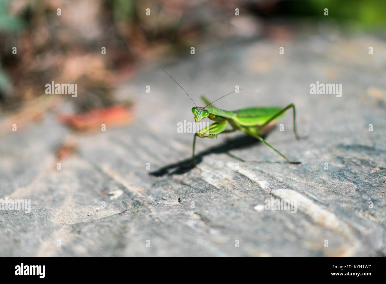 One asian mantis hi-res stock photography and images - Alamy