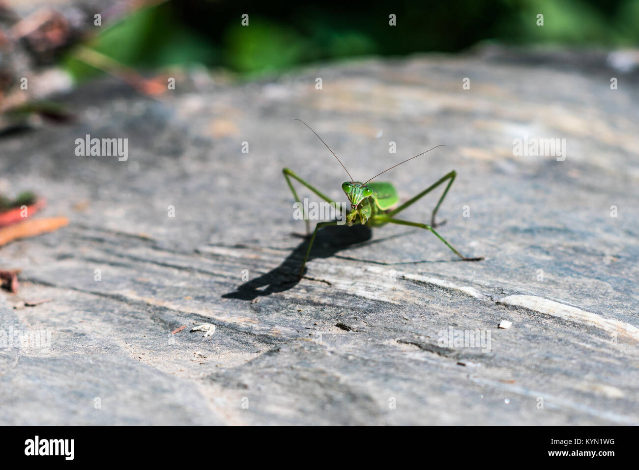 praying mantis, Nepal, Asia Stock Photo - Alamy