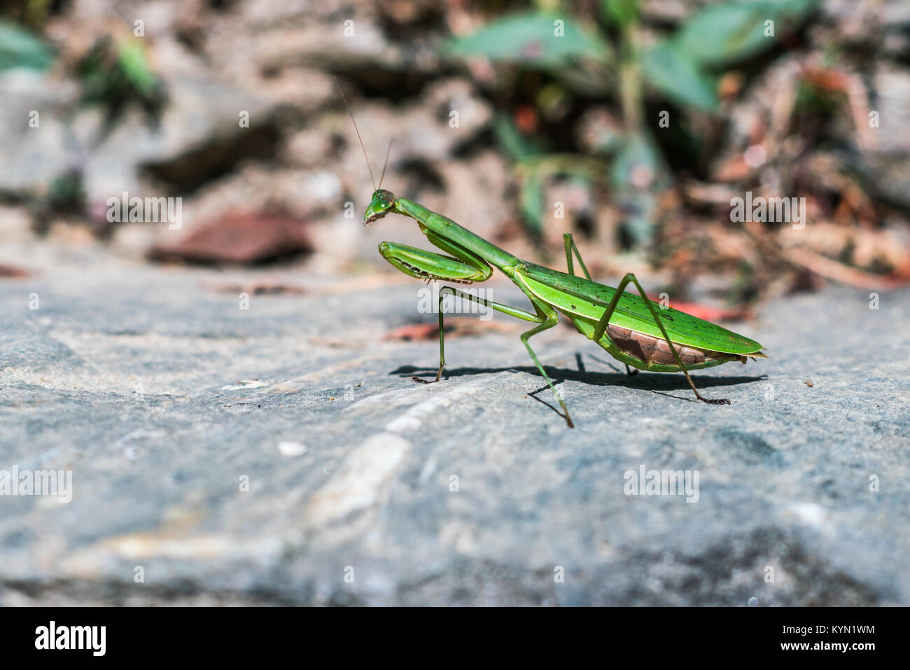Mantis religiosa asia hi-res stock photography and images - Alamy