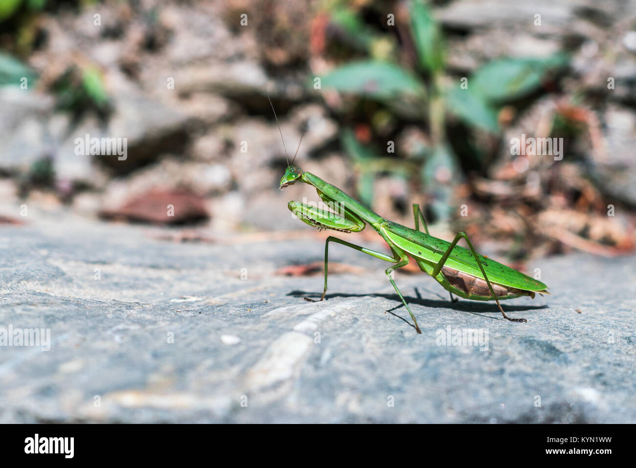 praying mantis, Nepal, Asia Stock Photo - Alamy