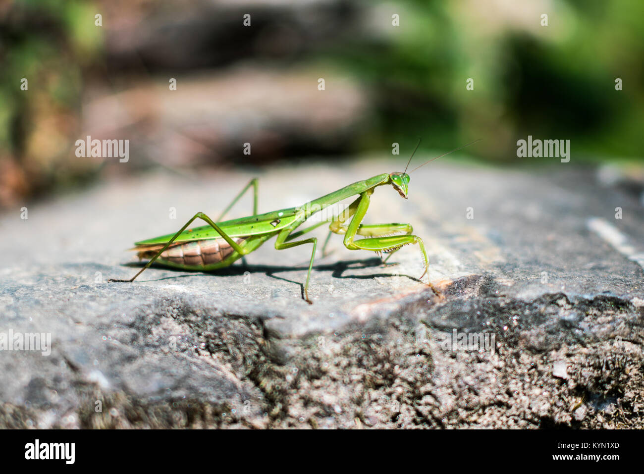 praying mantis, Nepal, Asia Stock Photo - Alamy