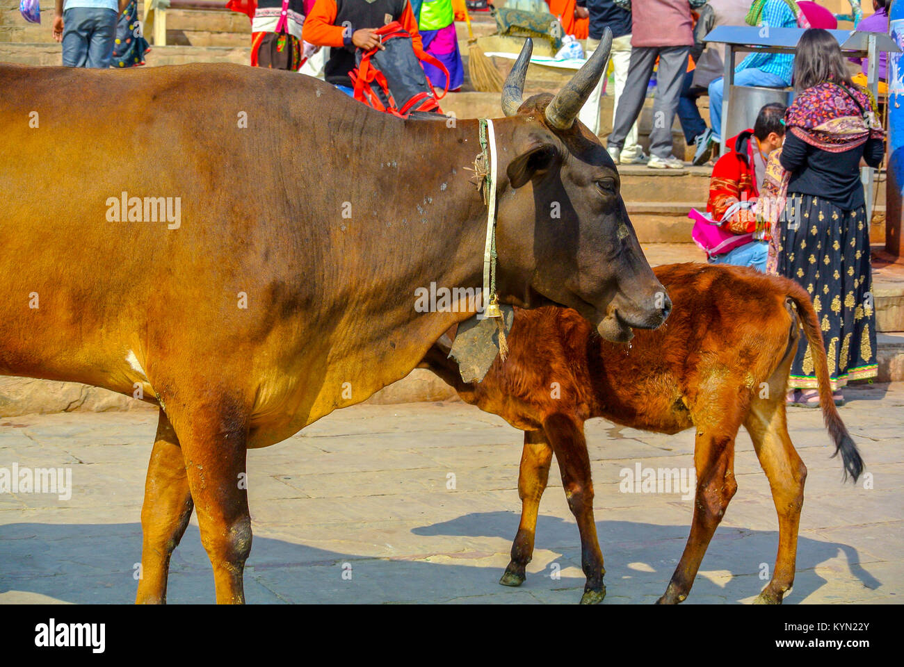 Icon of the holy family hi-res stock photography and images - Alamy
