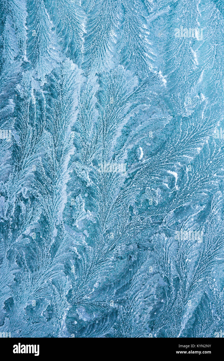 Iceflowers, frozen.The ice-cold frost forms ice crystals in beautiful ...