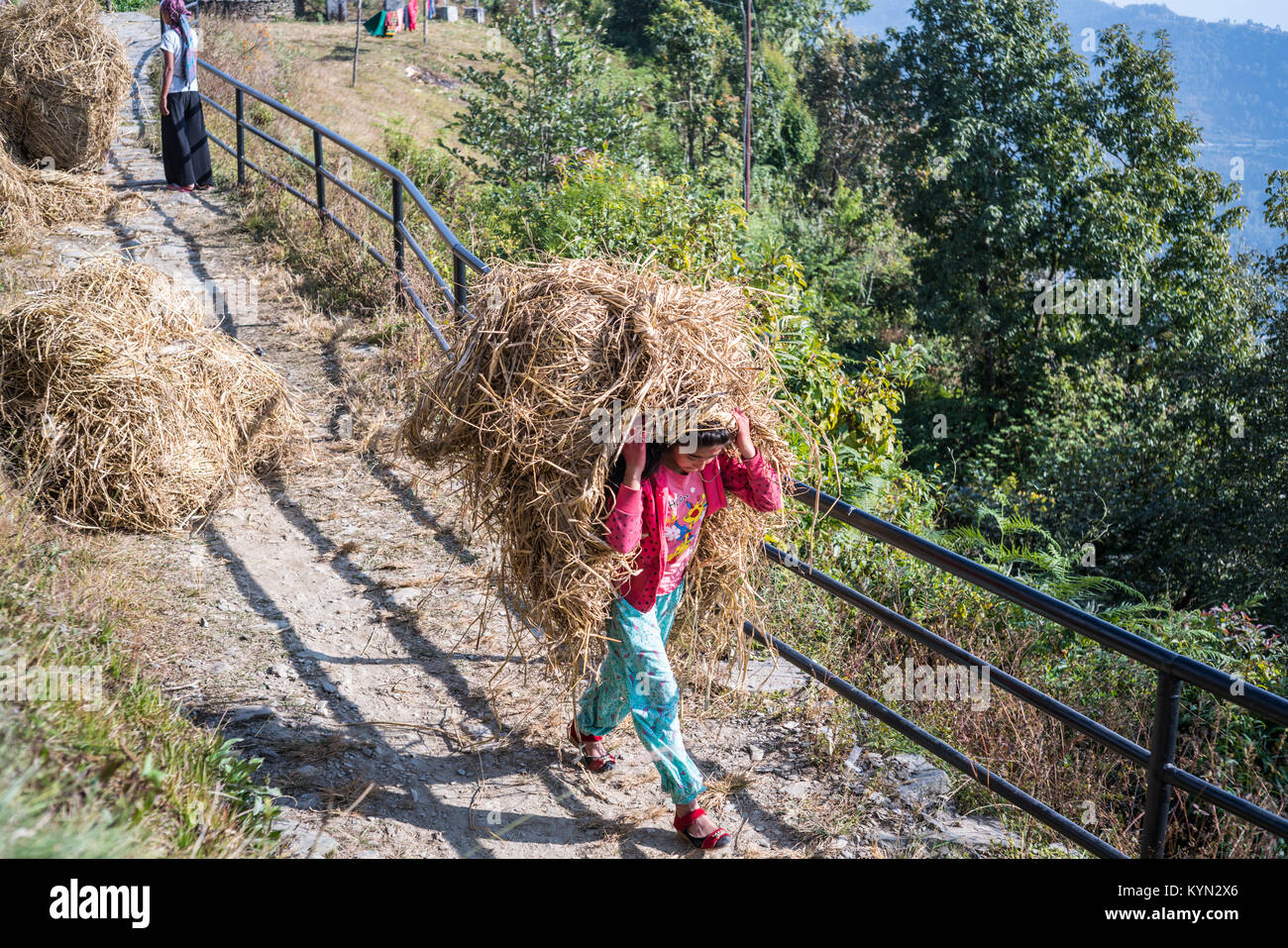 Local women carrying the hay in the village Dhampus, Nepal, Asia Stock ...