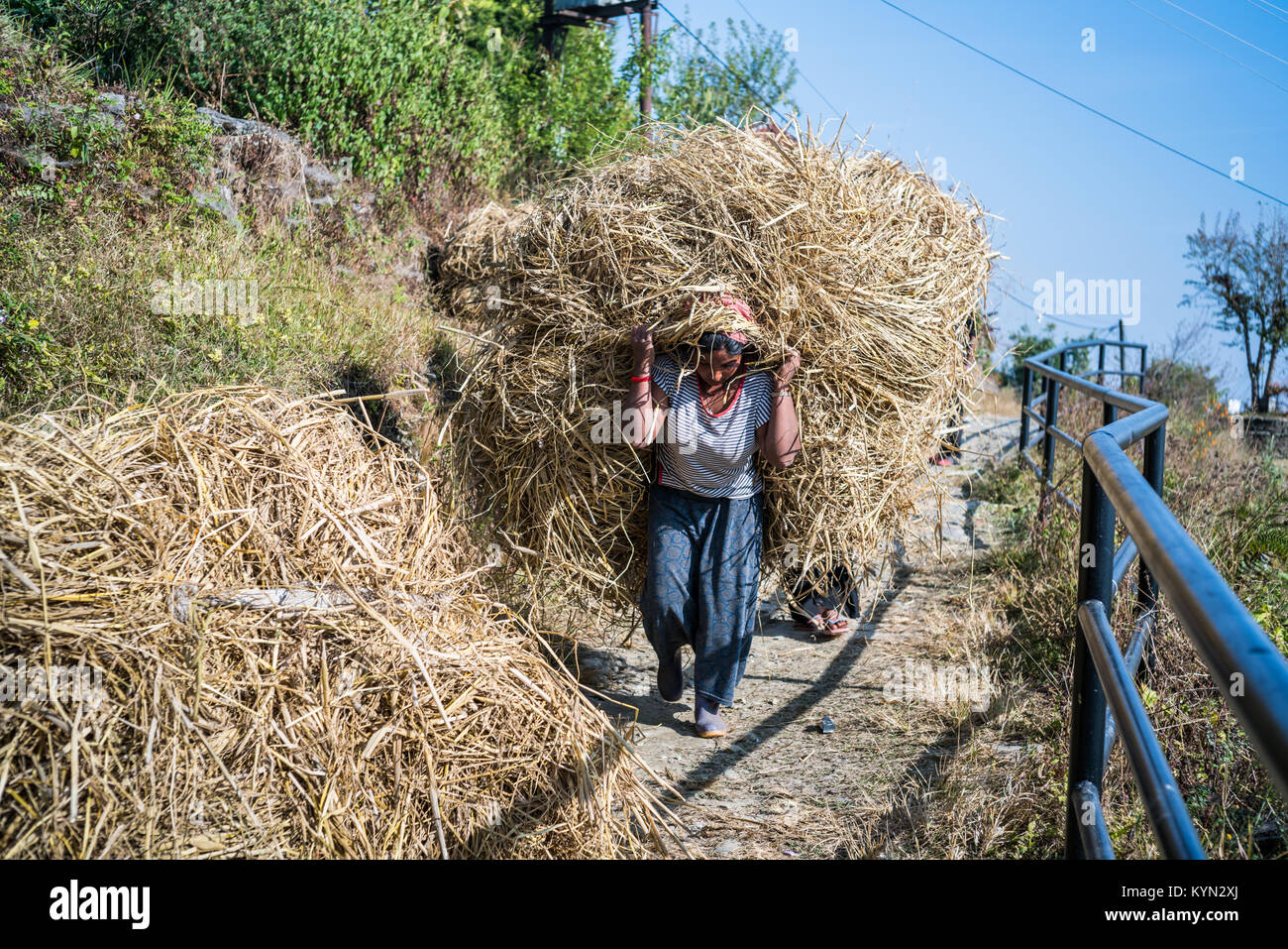 Local women carrying the hay in the village Dhampus, Nepal, Asia Stock ...