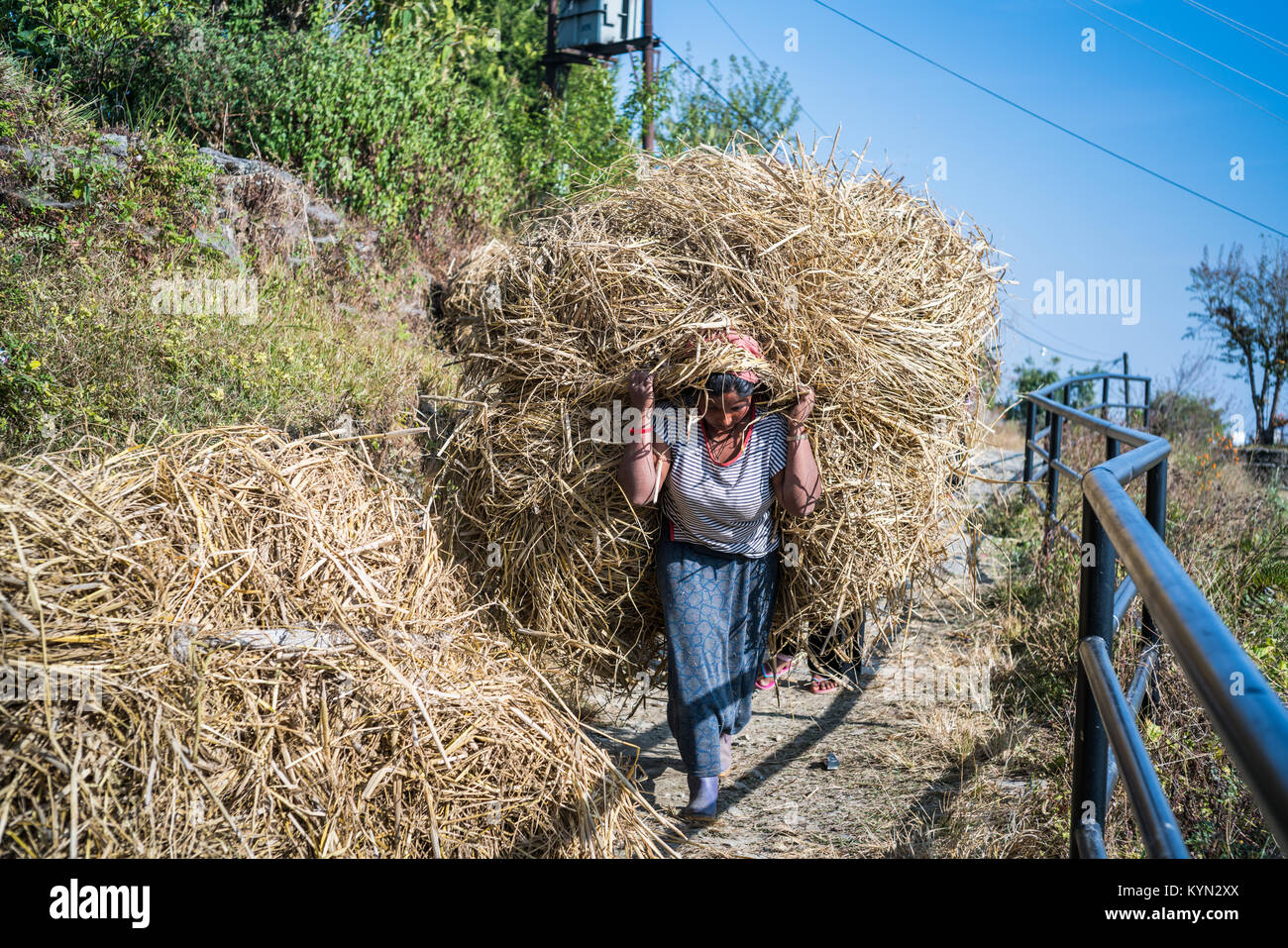 Local women carrying the hay in the village Dhampus, Nepal, Asia Stock ...