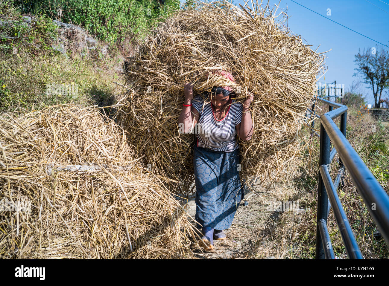 Local women carrying the hay in the village Dhampus, Nepal, Asia Stock ...