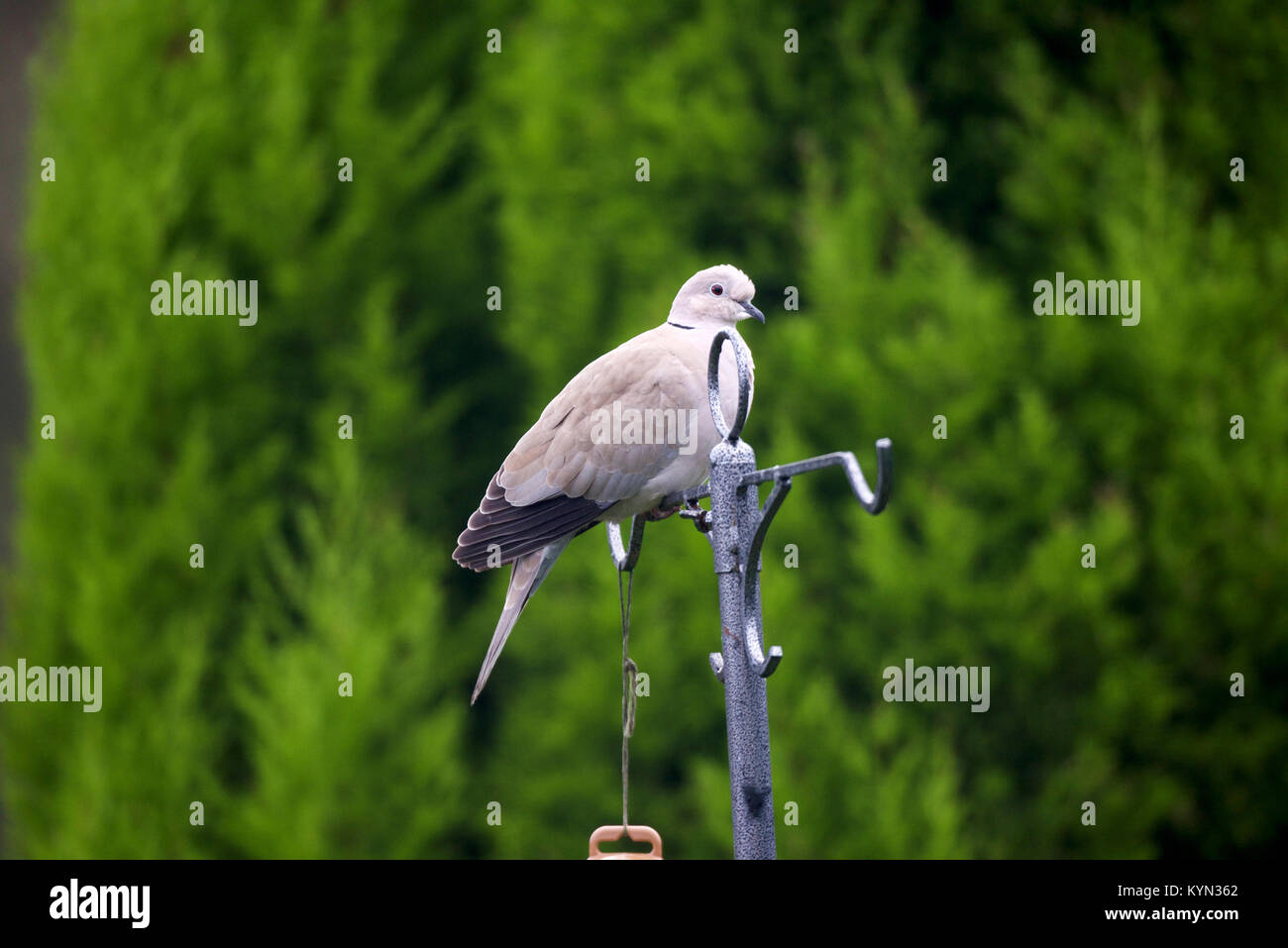 A collared dove sits on s bird feeder in a garden Stock Photo - Alamy