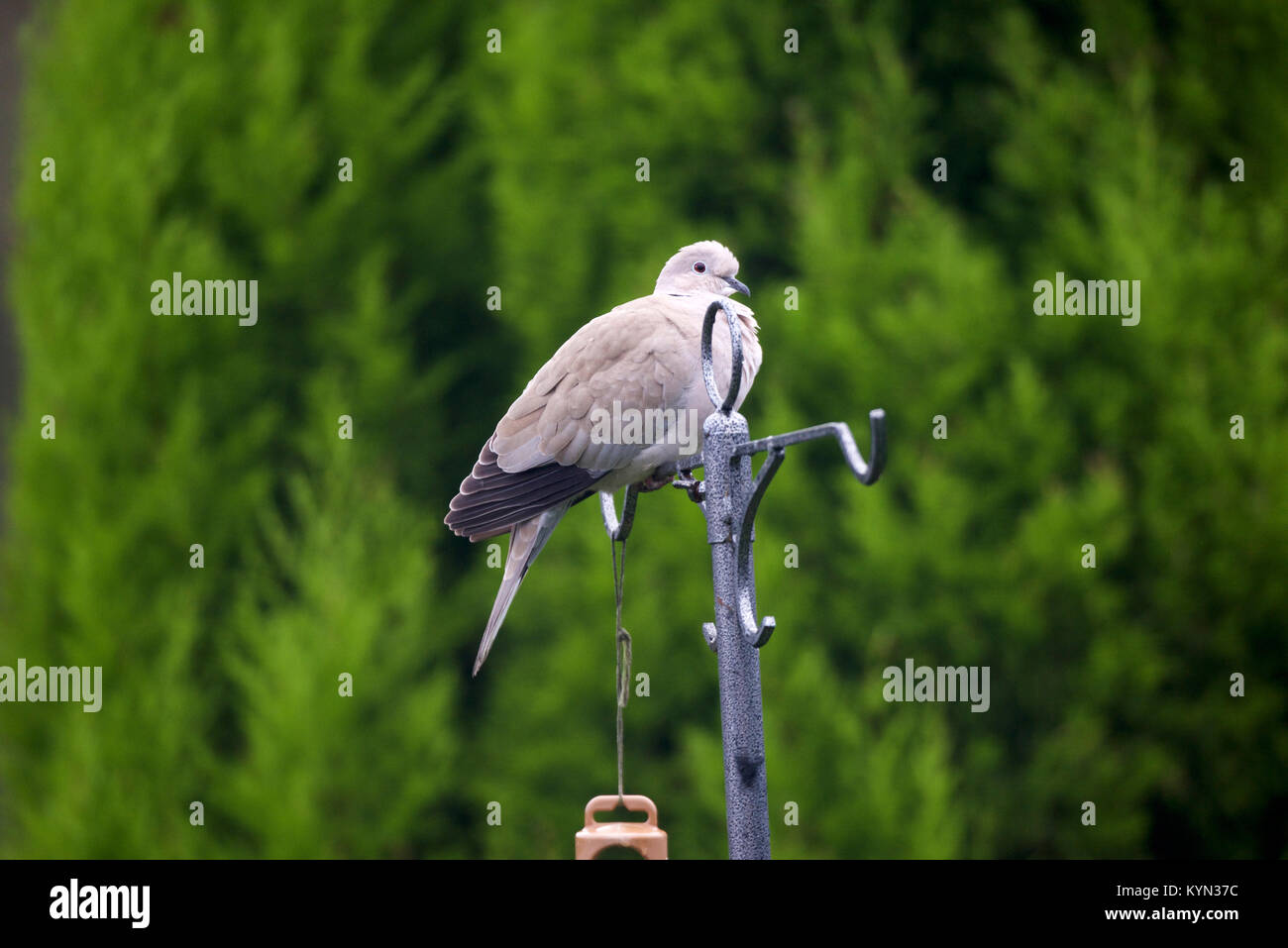 A collared dove sits on s bird feeder in a garden Stock Photo - Alamy