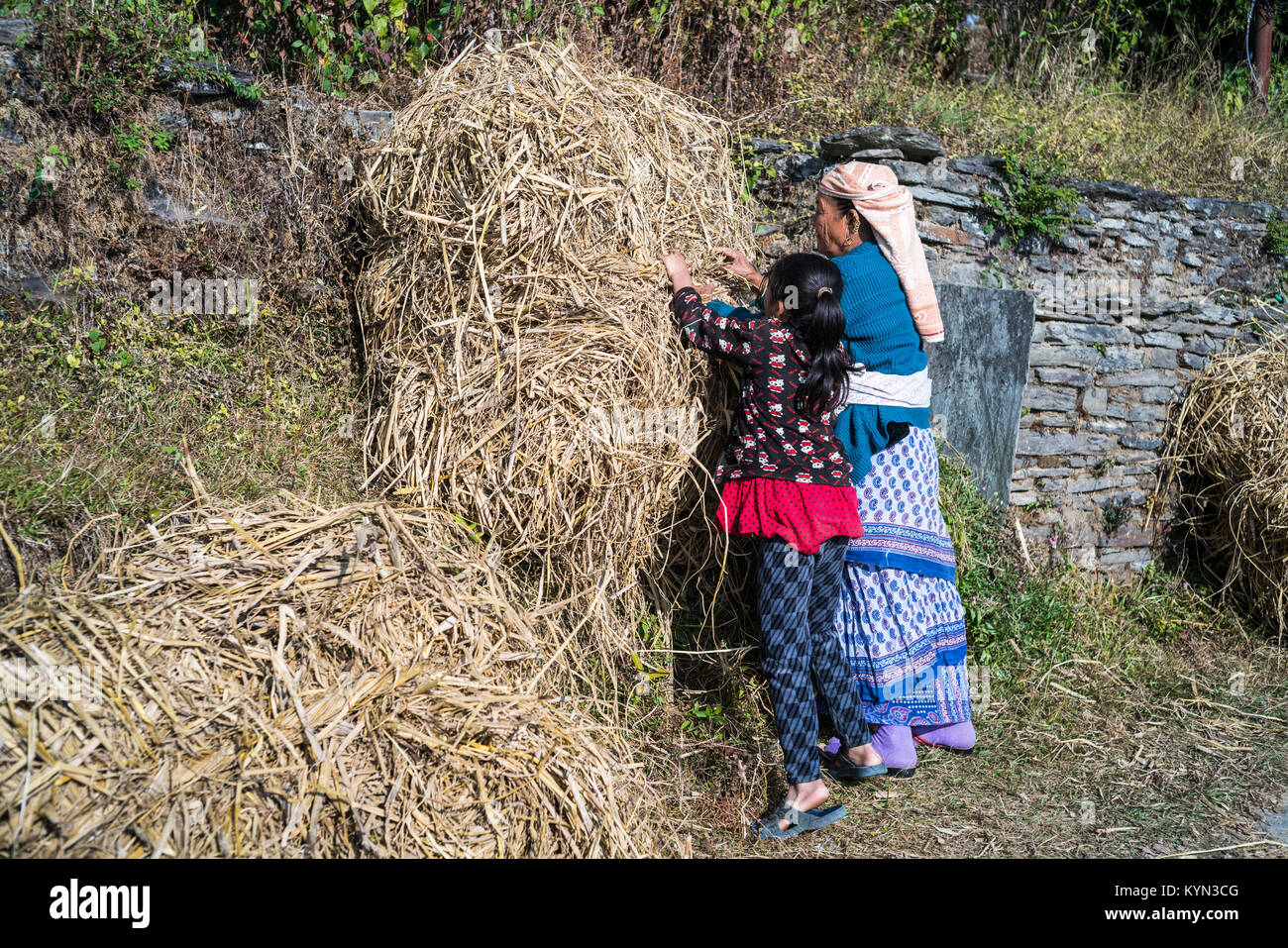 Local women carrying the hay in the village Dhampus, Nepal, Asia Stock ...