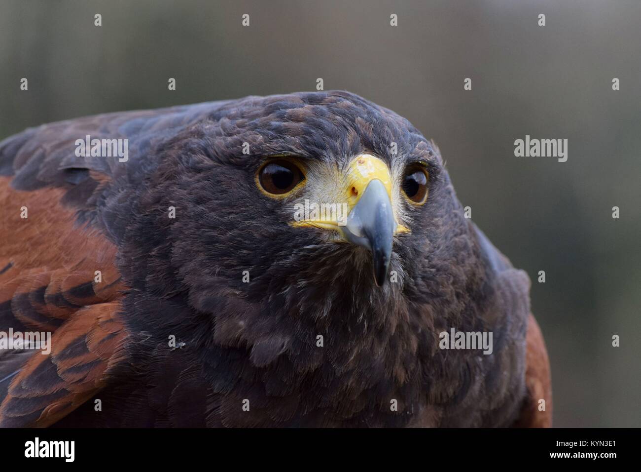Harris Hawk portrait Stock Photo - Alamy