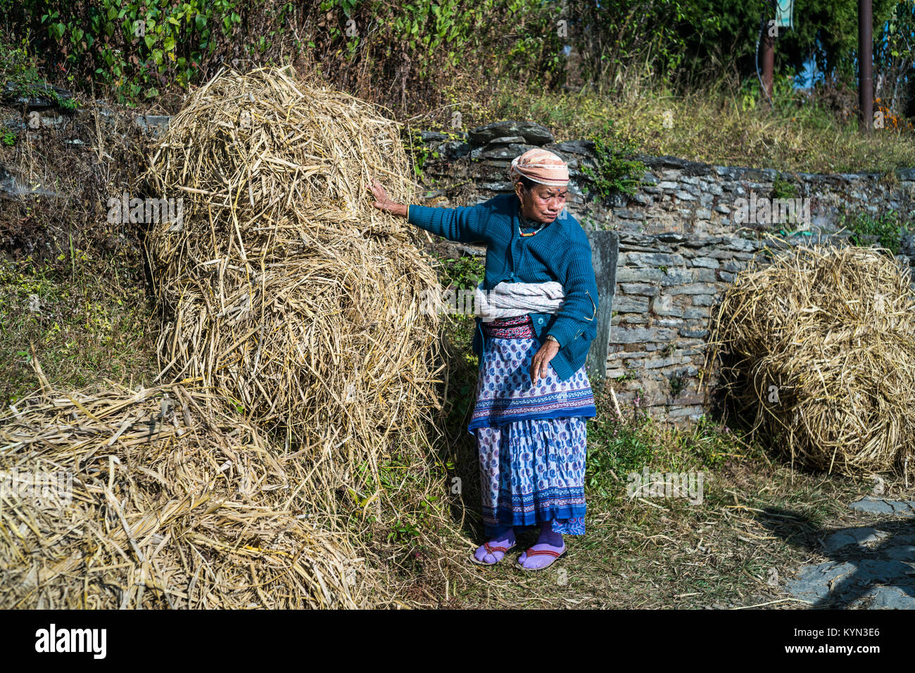 Local women carrying the hay in the village Dhampus, Nepal, Asia Stock ...