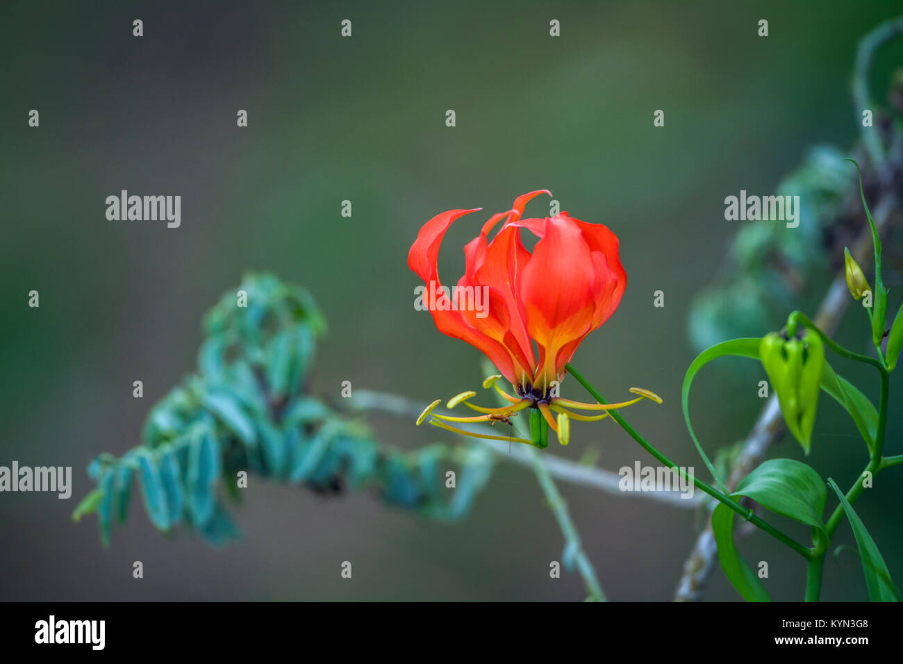 Flame lily hi-res stock photography and images - Alamy