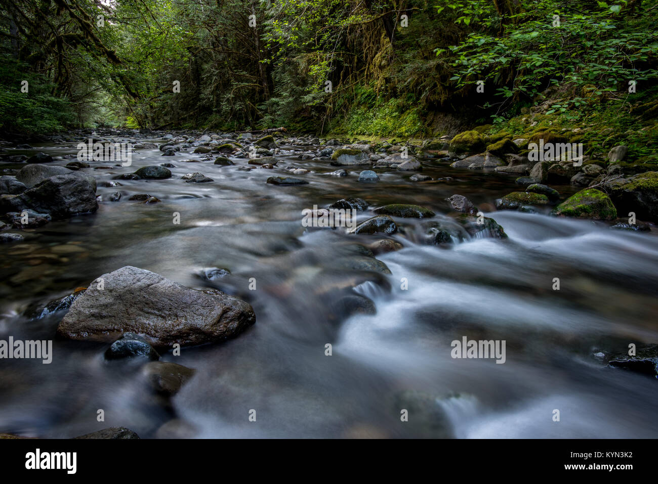 Water Flows in Brice Creek in Central Oregon Forest Stock Photo - Alamy