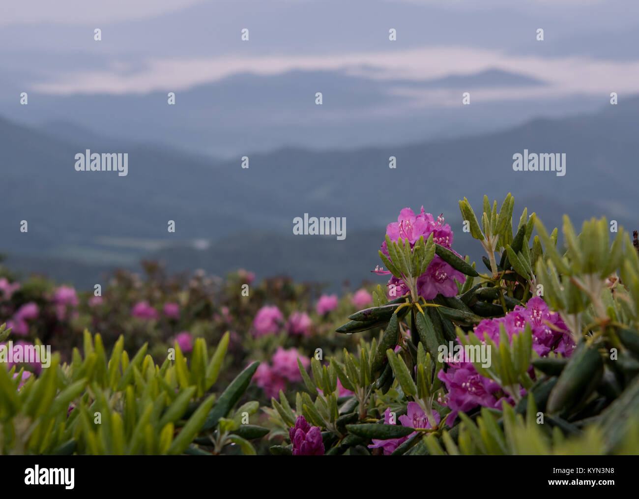 Wet Rhododendron Bloom Above Foggy Valley in Blue Ridge mountains Stock ...