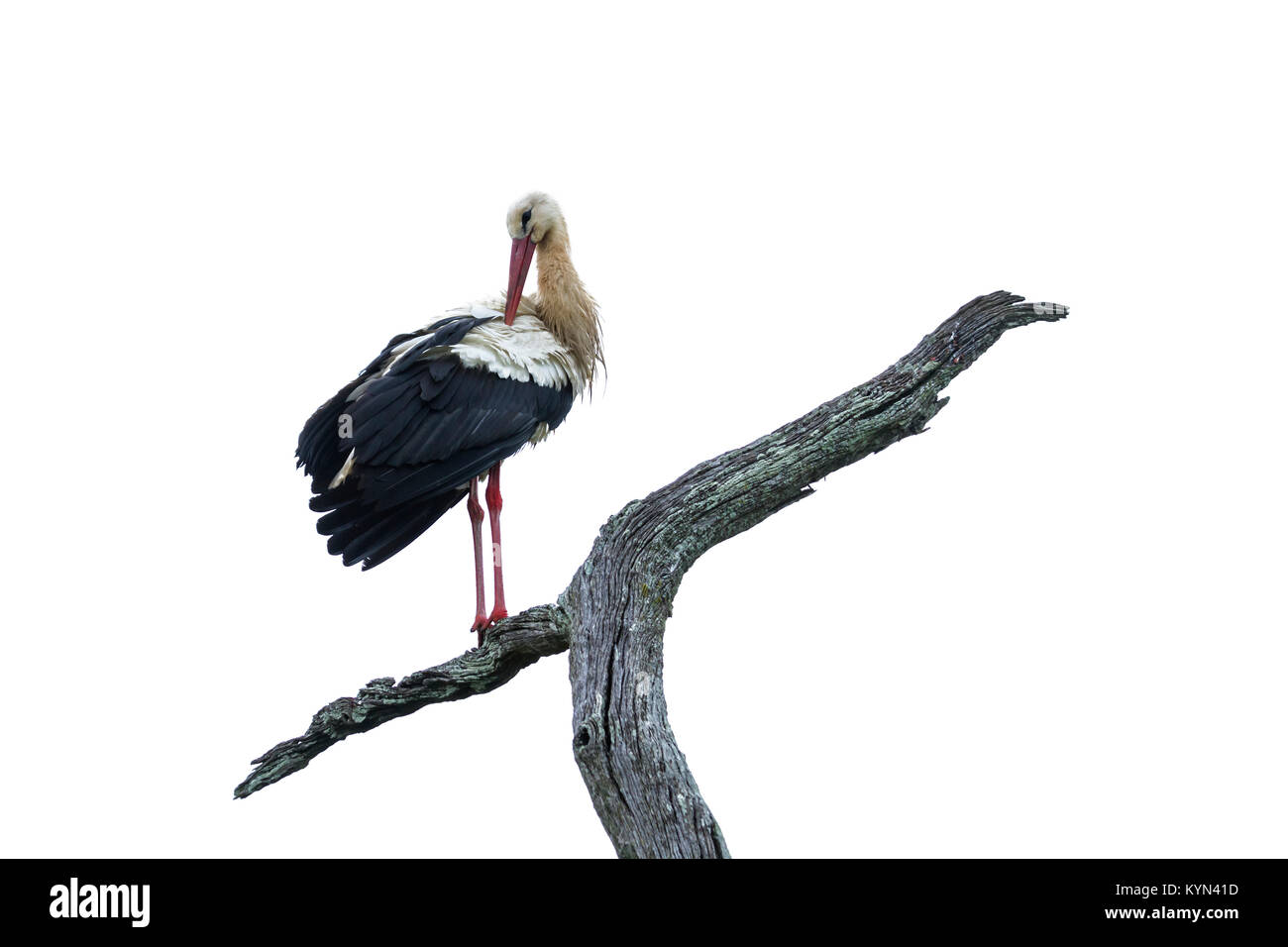 White stork isolated in white background ; Specie Ciconia ciconia ...