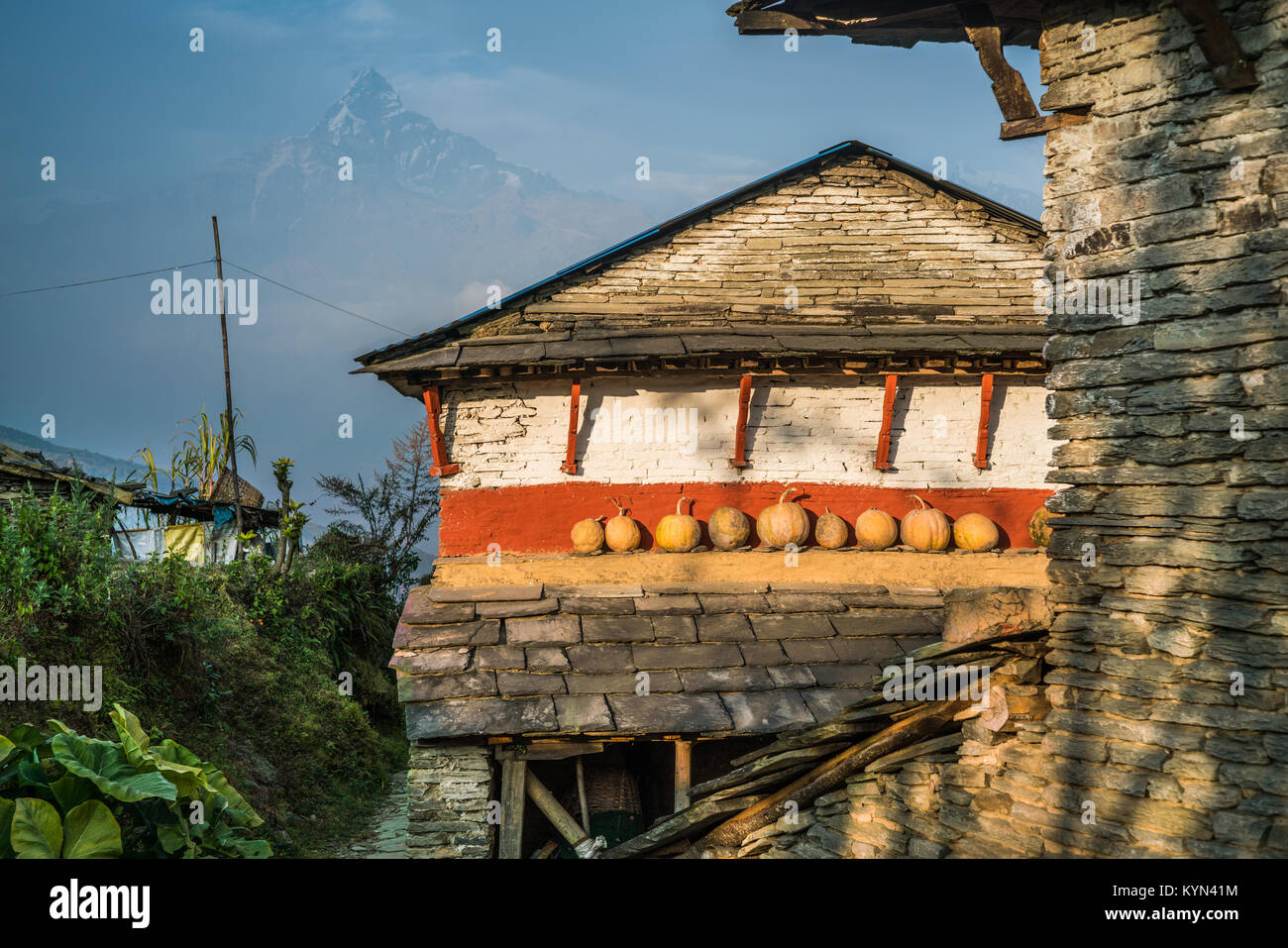 Pumpkin on the roof, Village Dhampus, Nepal, Asia. annapurna base camp ...