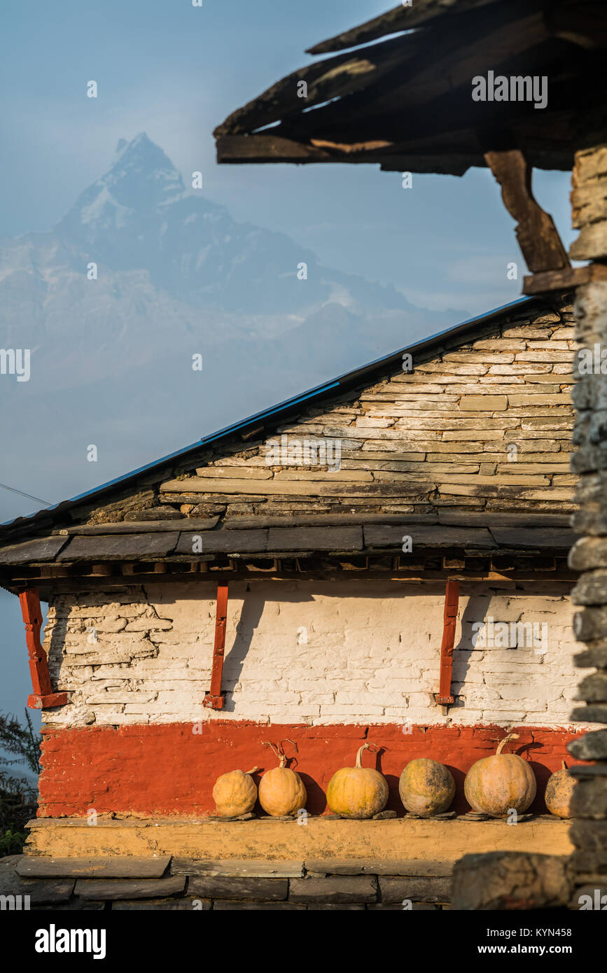 Pumpkin on the roof, Village Dhampus, Nepal, Asia. annapurna base camp ...