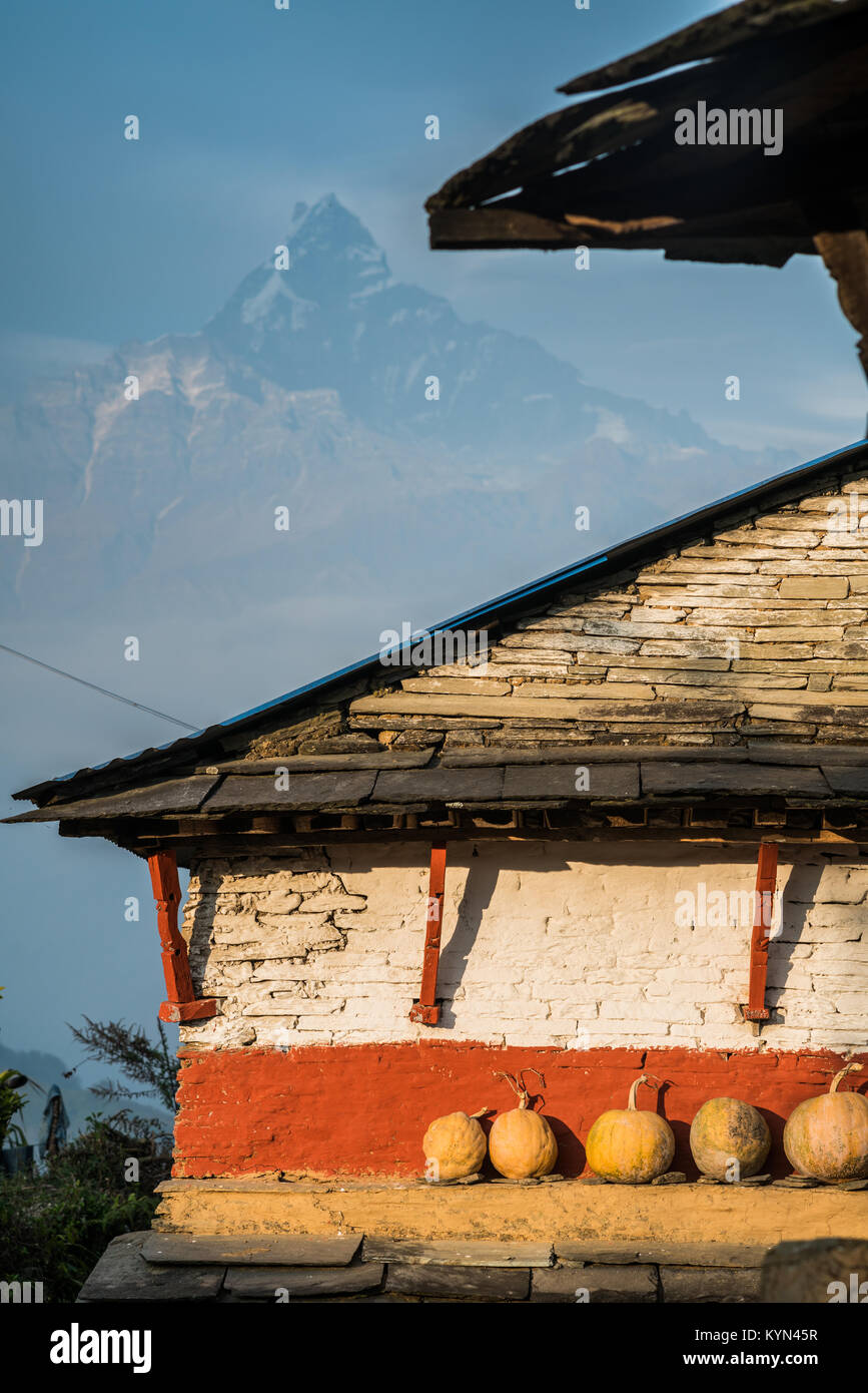 Pumpkin on the roof, Village Dhampus, Nepal, Asia. annapurna base camp ...