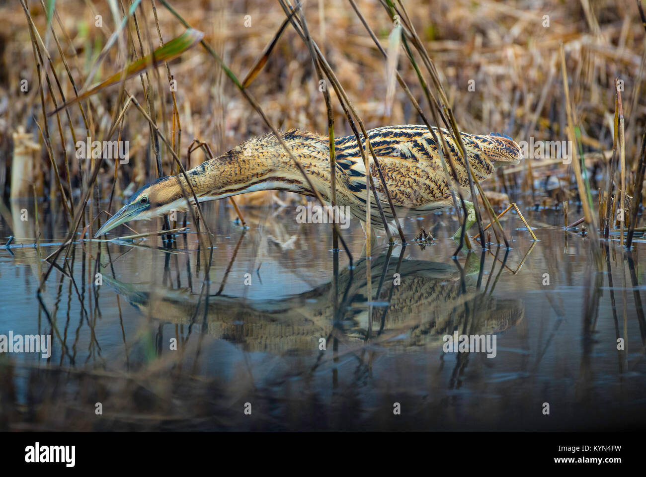 Bittern - Botaurus stellaris Stock Photo - Alamy