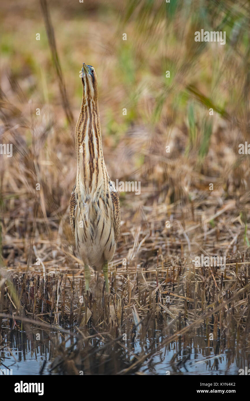 Bittern - Botaurus stellaris Stock Photo - Alamy