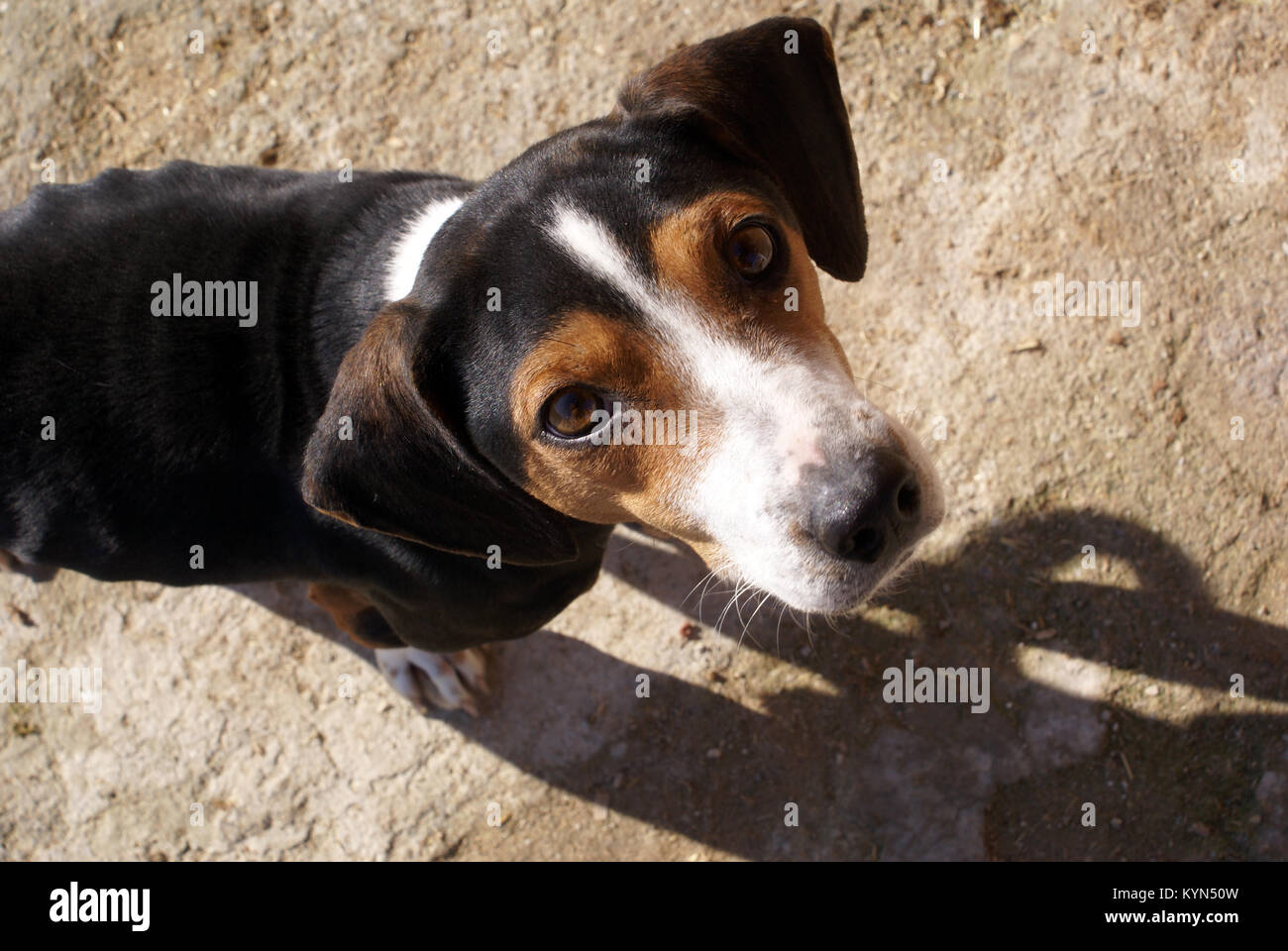 Intelectual animal hi-res stock photography and images - Alamy