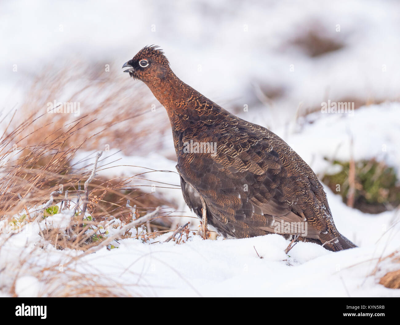 Female red grouse on hi-res stock photography and images - Alamy