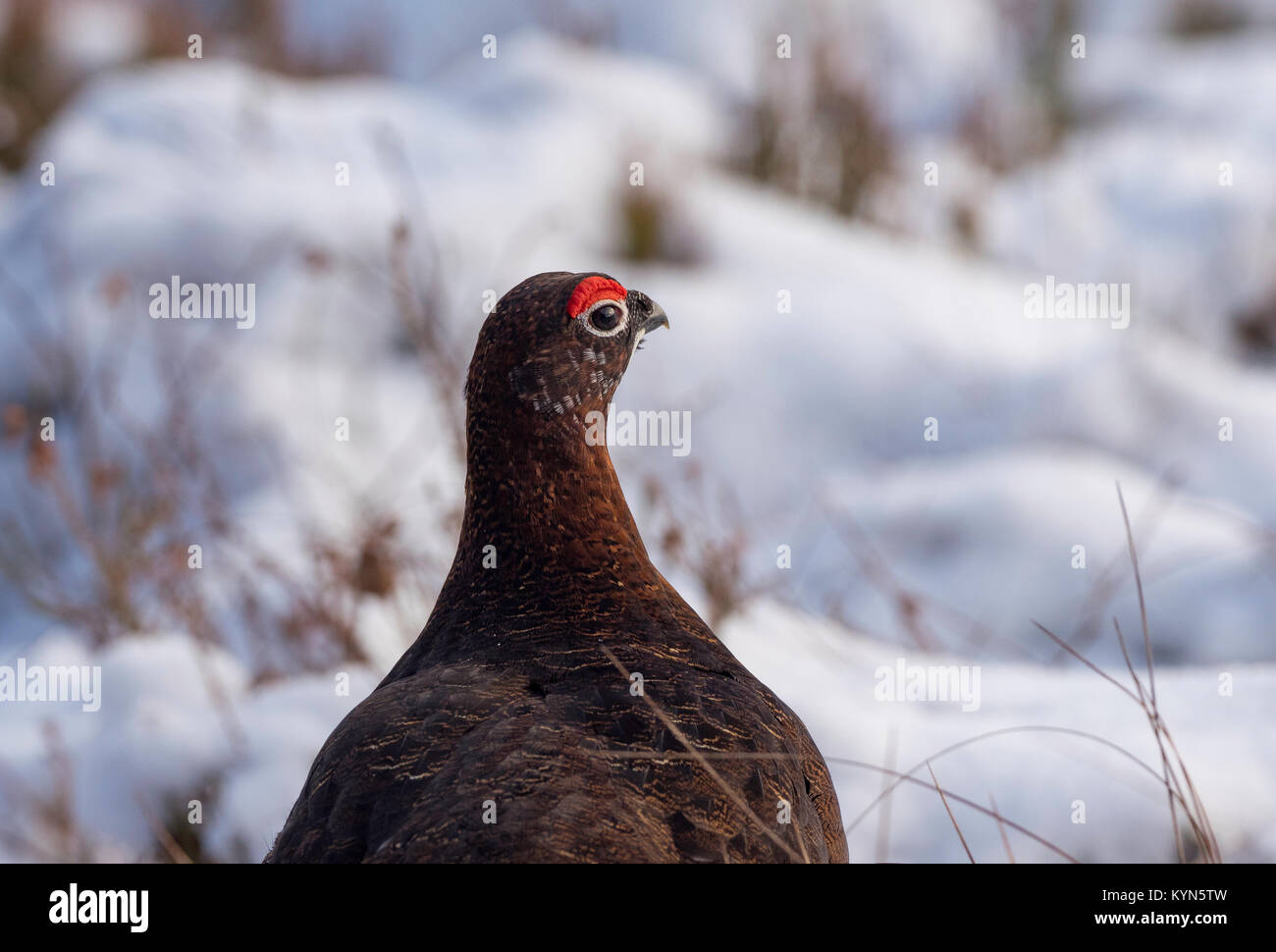 Red grouse - Lagopus lagopus scoticus Stock Photo - Alamy