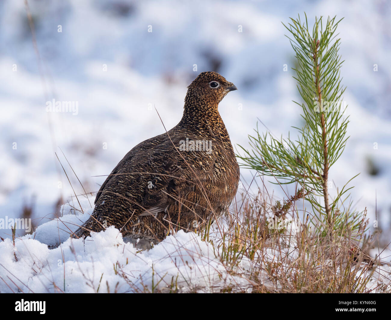 Lagopus hi-res stock photography and images - Alamy