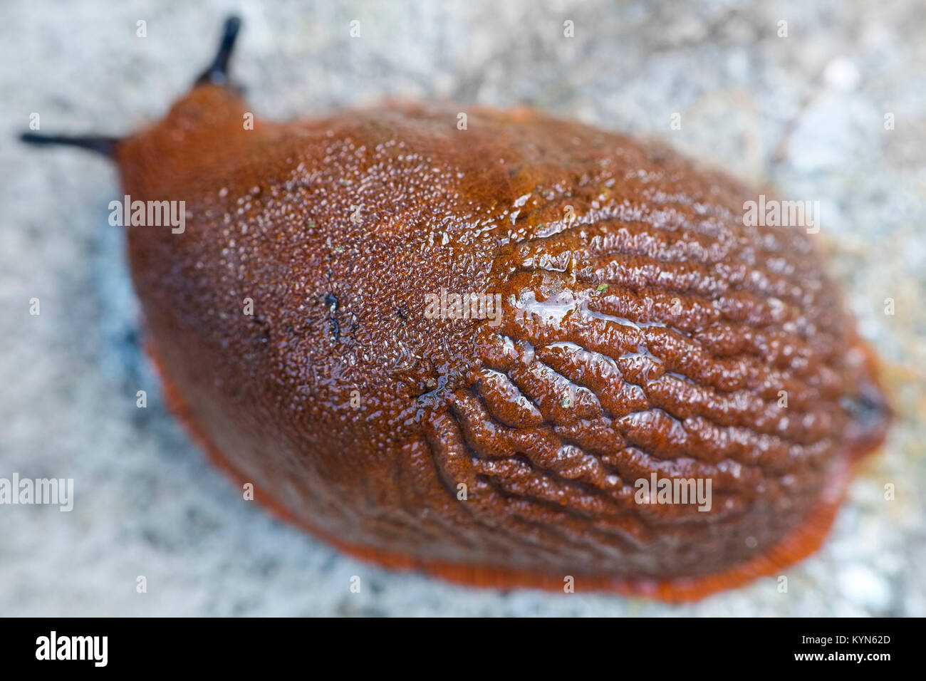 Slug tentacles hi-res stock photography and images - Alamy