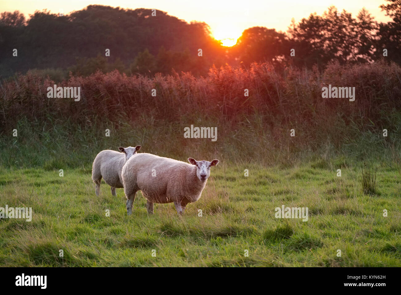 Sheep at sunset on Norfolk grazing marsh Stock Photo - Alamy