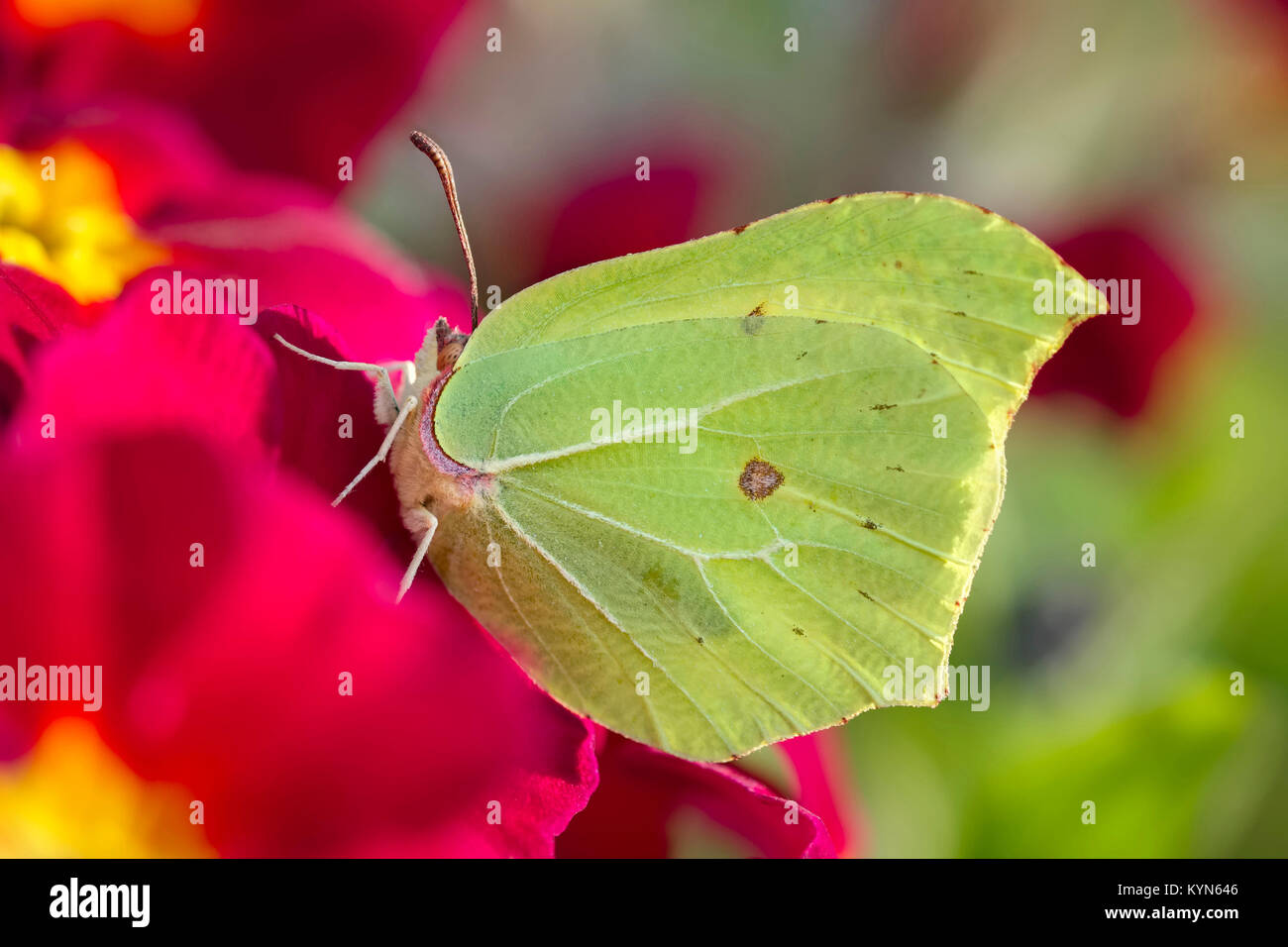 Hibernating butterfly hi-res stock photography and images - Alamy