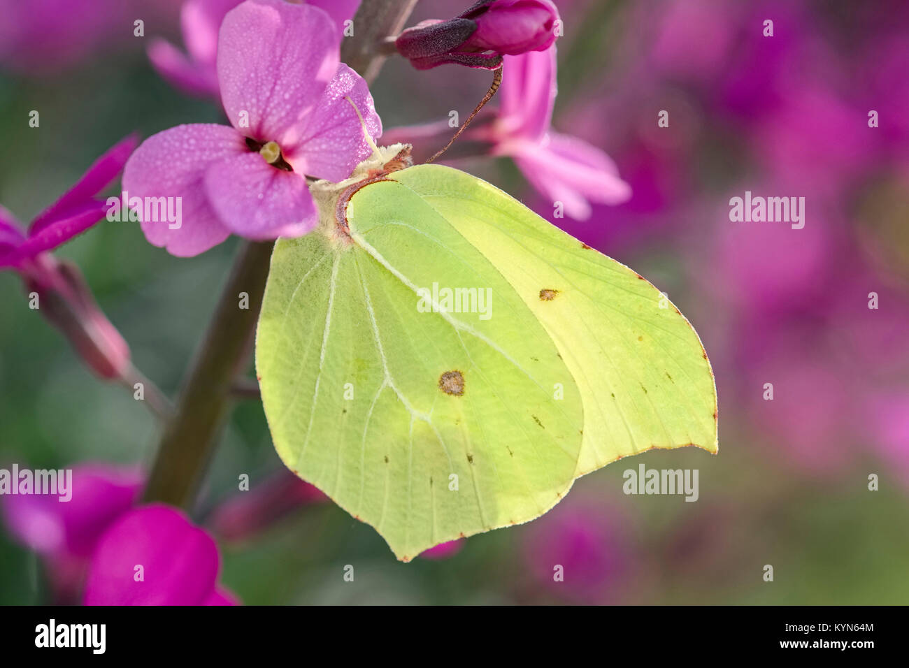 Hibernating butterfly hi-res stock photography and images - Alamy