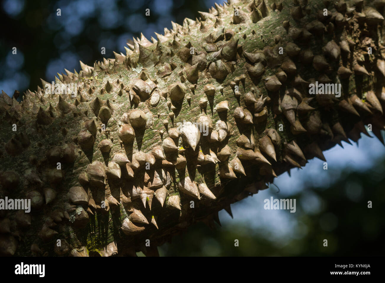 Conical deciduous tree hi-res stock photography and images - Alamy