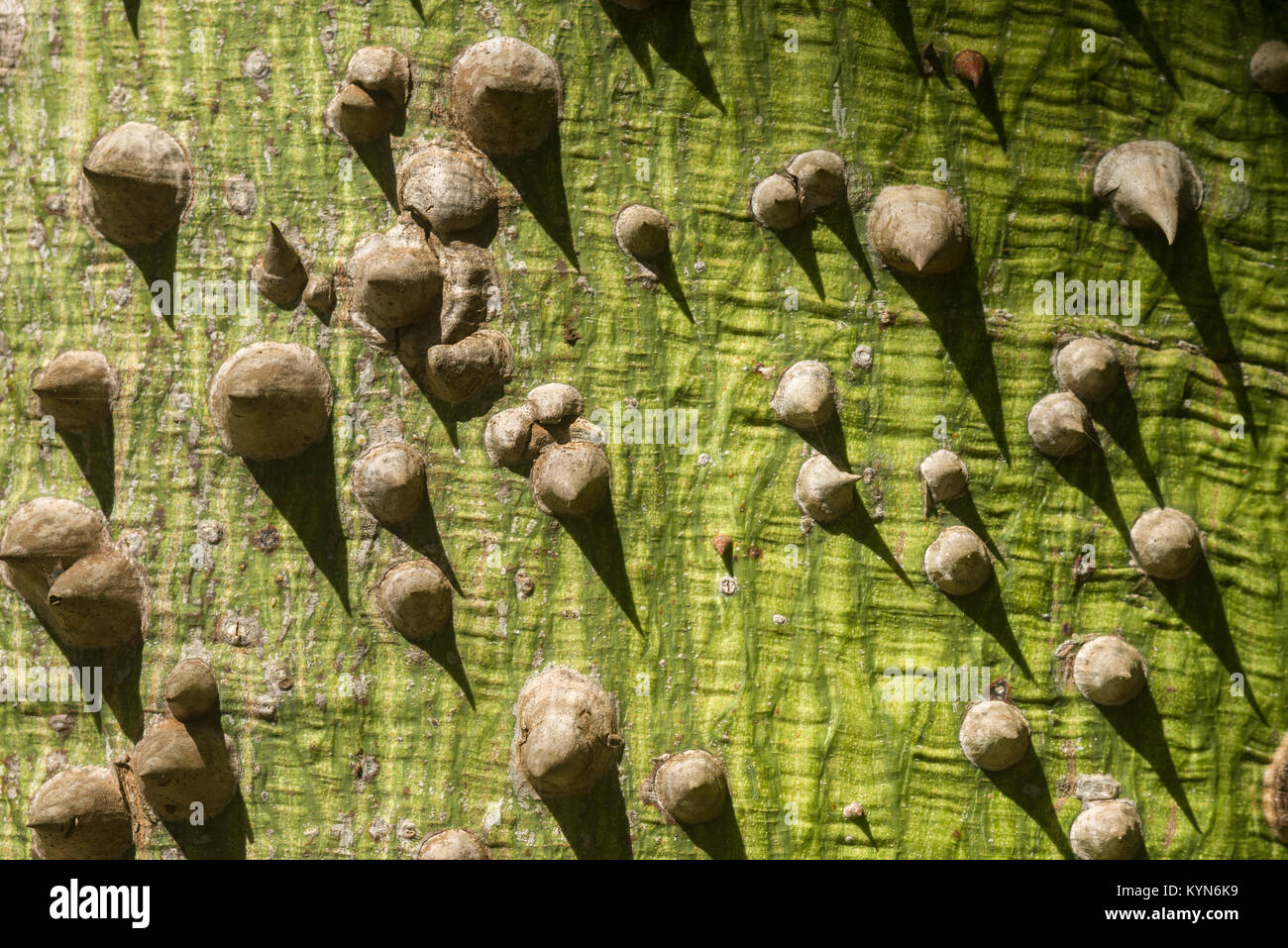 Detail of the Ceiba chodatii or floss silk tree showing woody conical ...