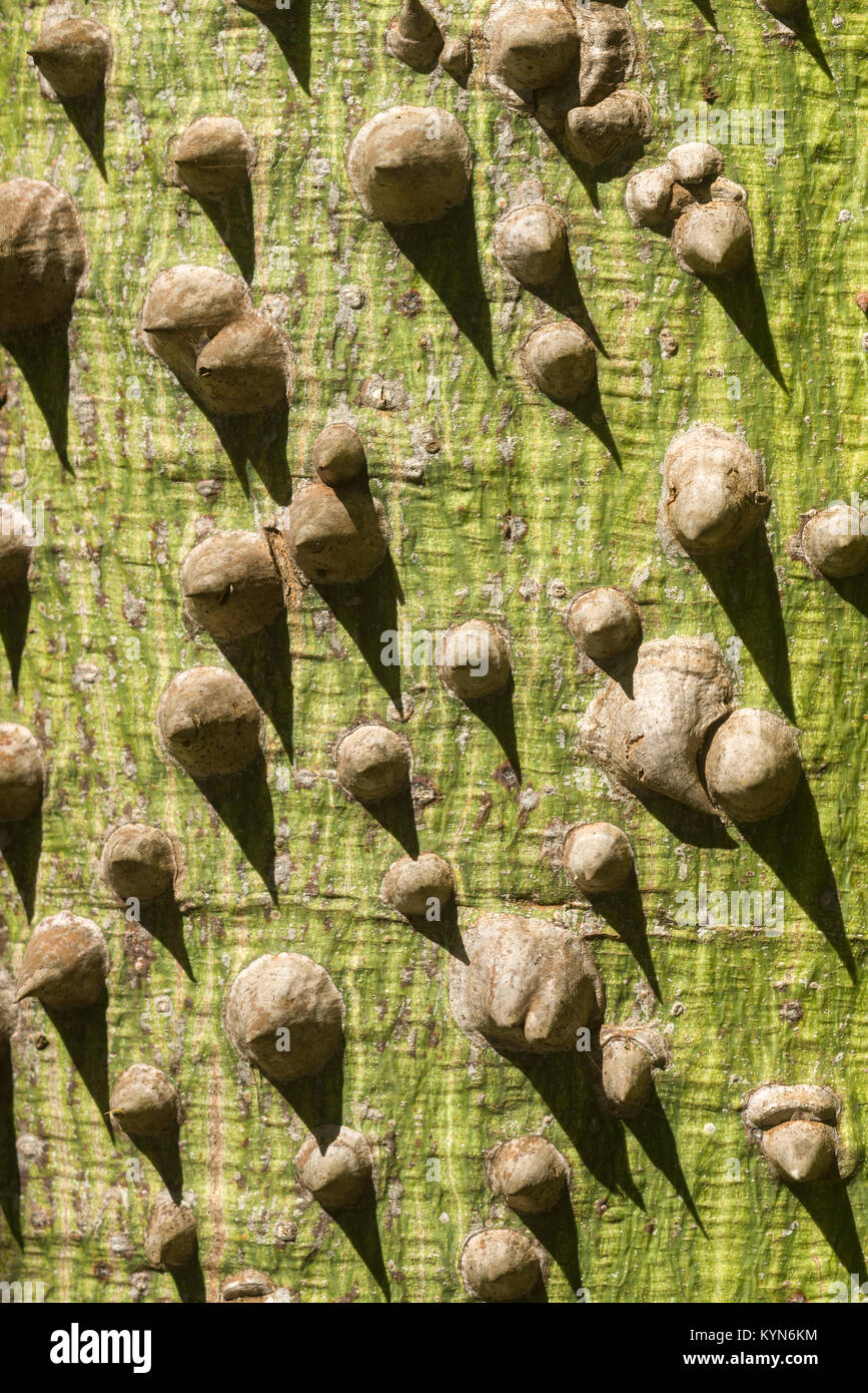 Ceiba chodatii hi-res stock photography and images - Alamy