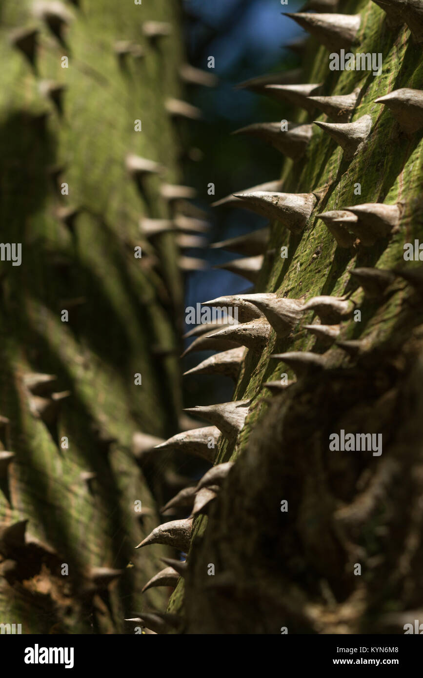 Detail of the Ceiba chodatii or floss silk tree showing woody conical ...